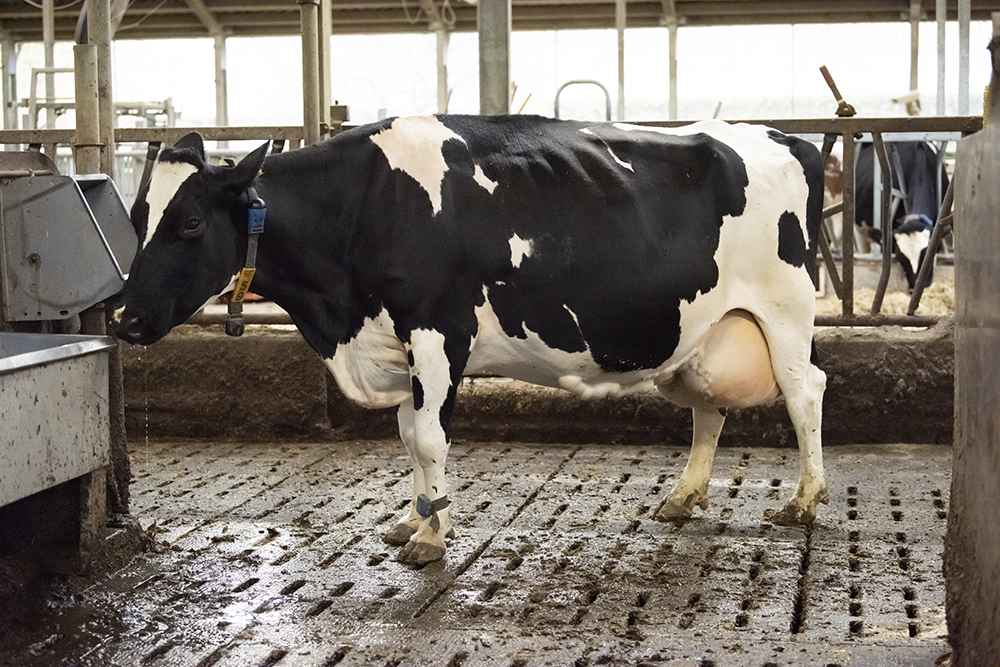 Megalac range: koele energie in elke bedrijfssituatie