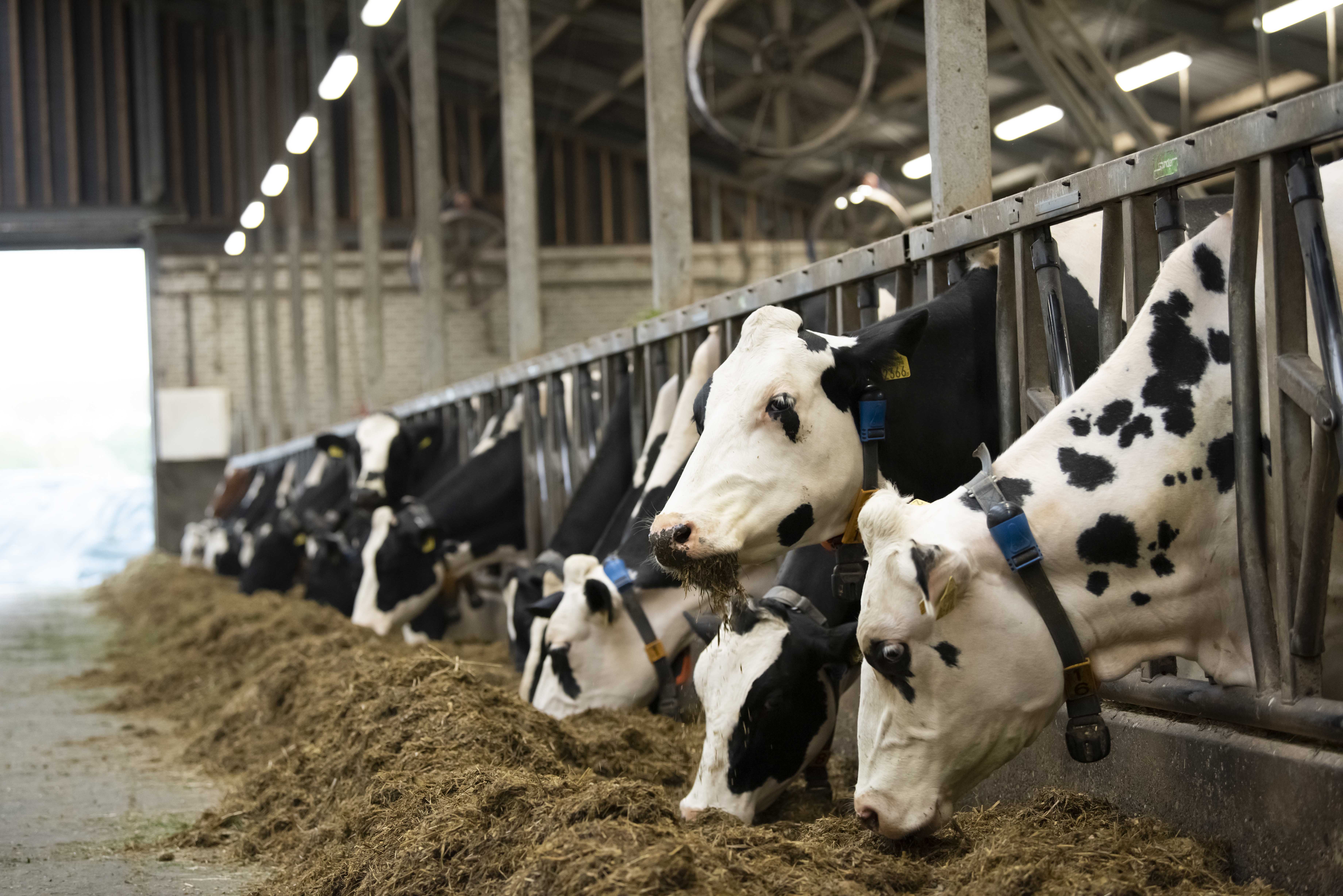 Fris voer met broeiremmer en pensbestendig vet levert koude energie