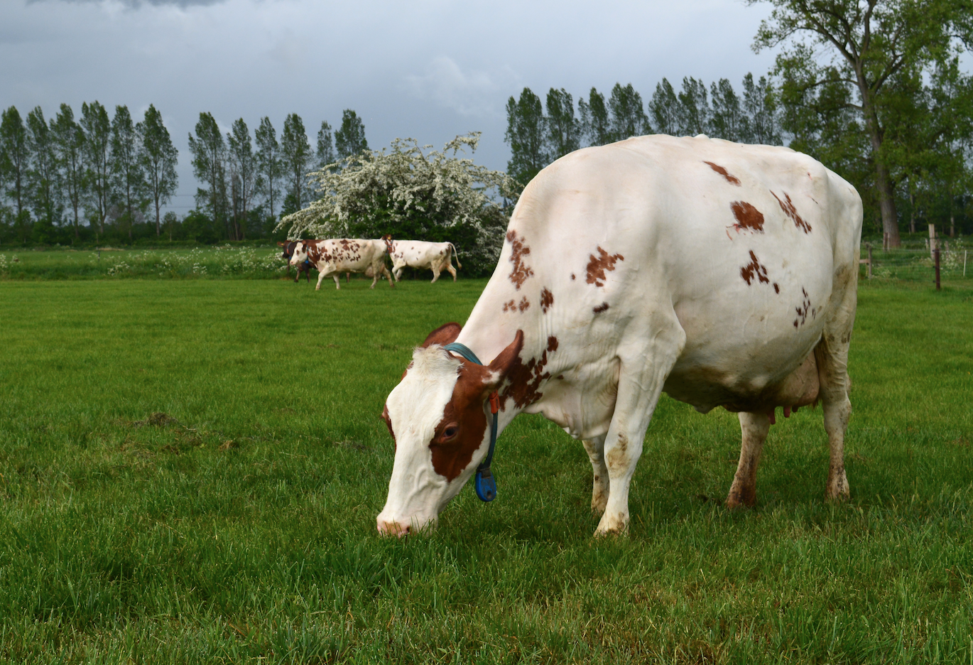 'Melkvet-dip in het voorjaar is te voorkomen’
