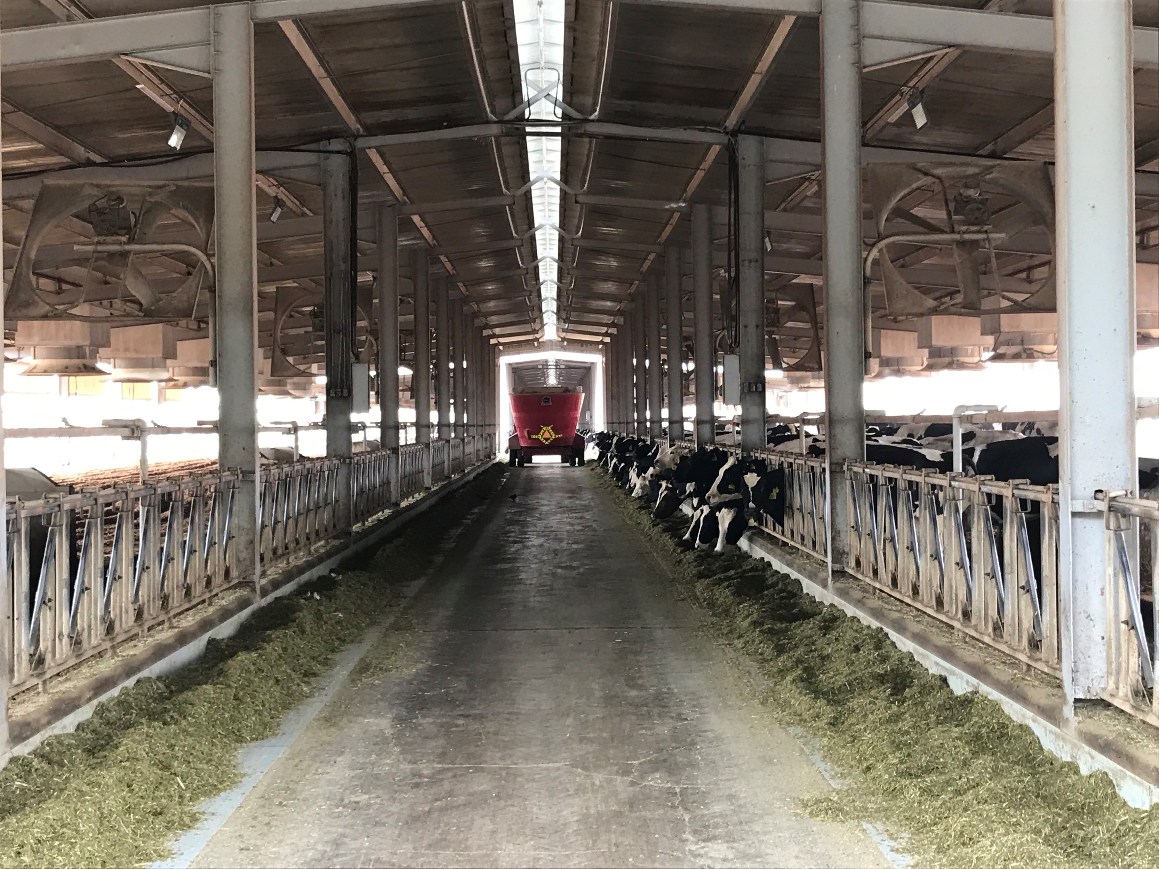 Megalac - De zuivelsector in Dubai: Melken bij 50 graden kan